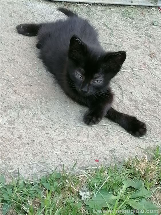 Hitno poklanjam 2 mačeta | Halo Oglasi