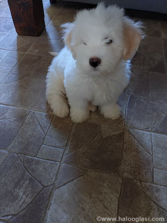 Tulearski pas, štene | Halo Oglasi