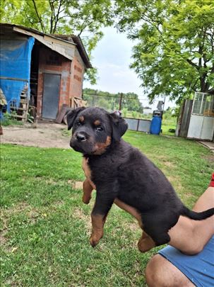 Prodaja pasa i psi na poklon Rotvajler | Halo oglasi