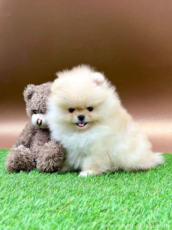 Pomeranski špic , štene, boo | Halo Oglasi