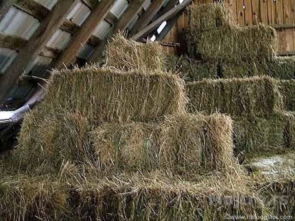 Na prodaju seno balirano - Loznica | Halo Oglasi