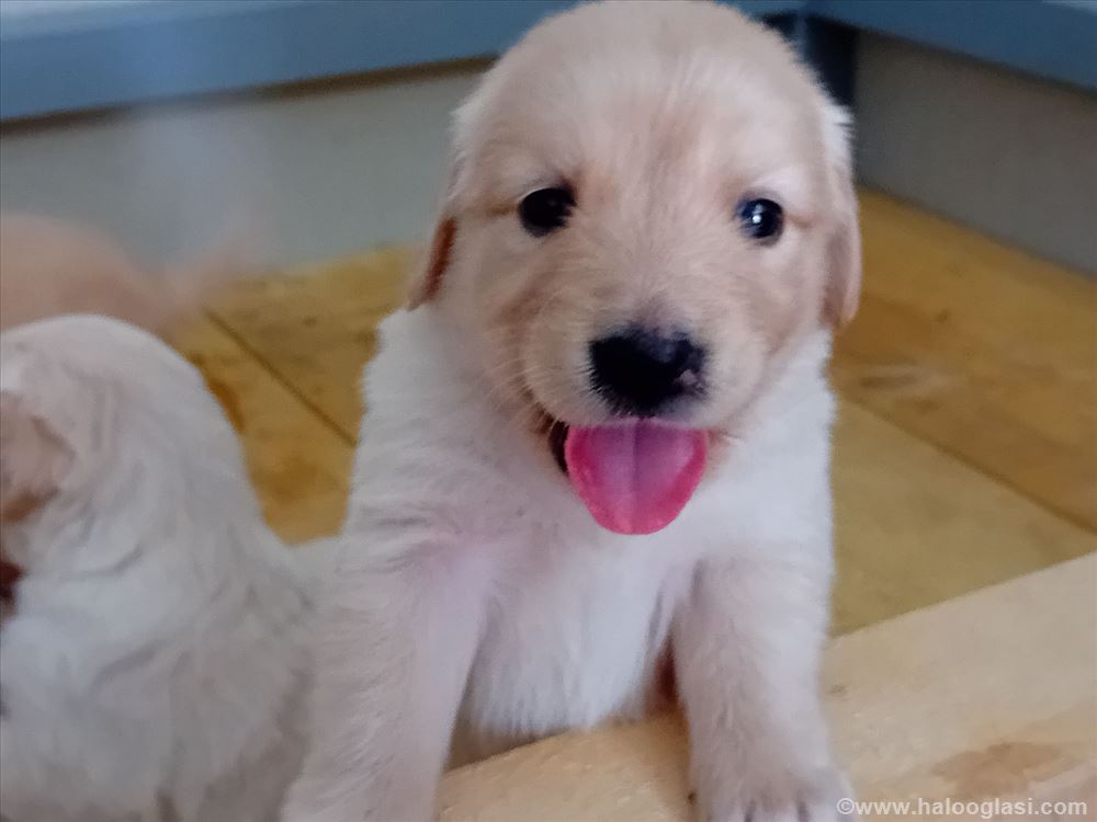 Zlatni retriver, štene | Halo Oglasi
