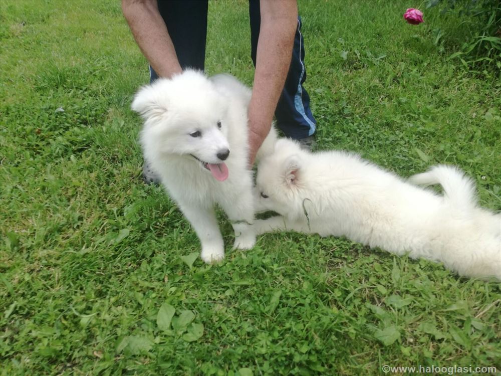 Štenci samojeda na prodaju | Halo Oglasi