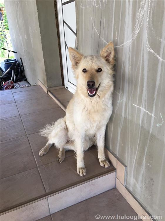 Poklanjamo beli pulin, mlad pas | Halo Oglasi