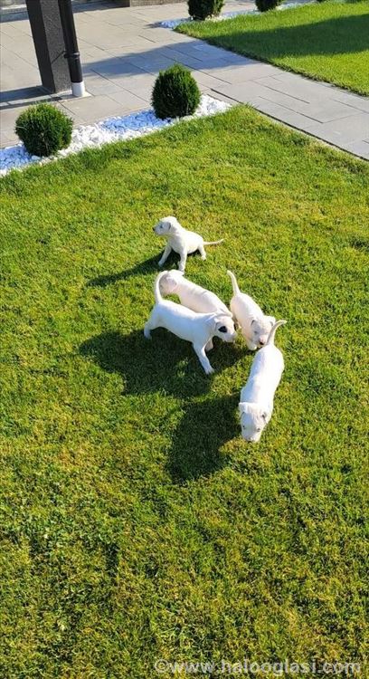 Argentinski pas, štene | Halo Oglasi