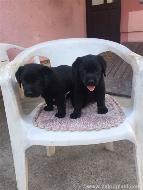 Labrador retriver, štene | Halo Oglasi