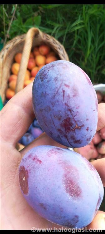 Šljiva čačanska najbolja | Halo Oglasi