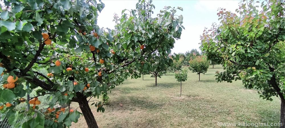 Leštane, vočnjak na 36 ari sa porodičnom kućom .. | Halo Oglasi