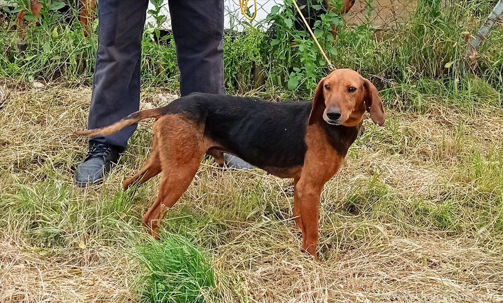 Srpski gonič, odrastao pas | Halo Oglasi