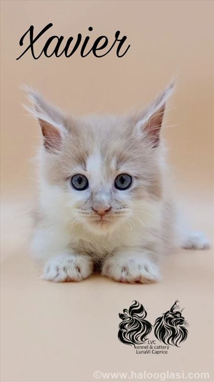 XAVIER LVC Maine Coon | Halo Oglasi