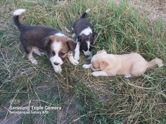 Prodaja pasa i psi na poklon Border koli | Halo oglasi