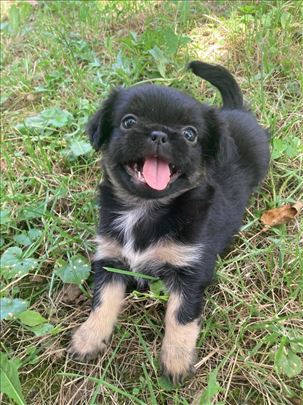 Prodaja pasa i psi na poklon Pekinezer | Halo oglasi