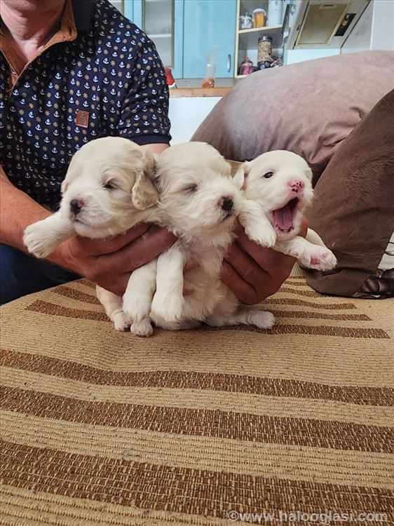 Kovrdžavi bišon, štene | Halo Oglasi