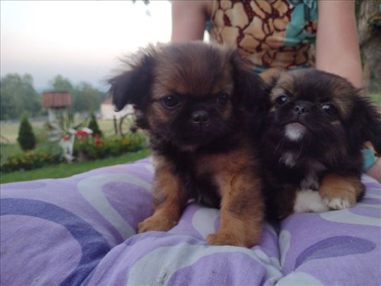 Prodaja pasa i psi na poklon Pekinezer | Halo oglasi