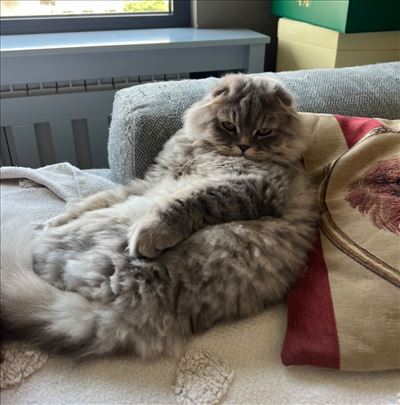 Prodaja mačaka i mačke na poklon Škotski fold mačka | Halo oglasi