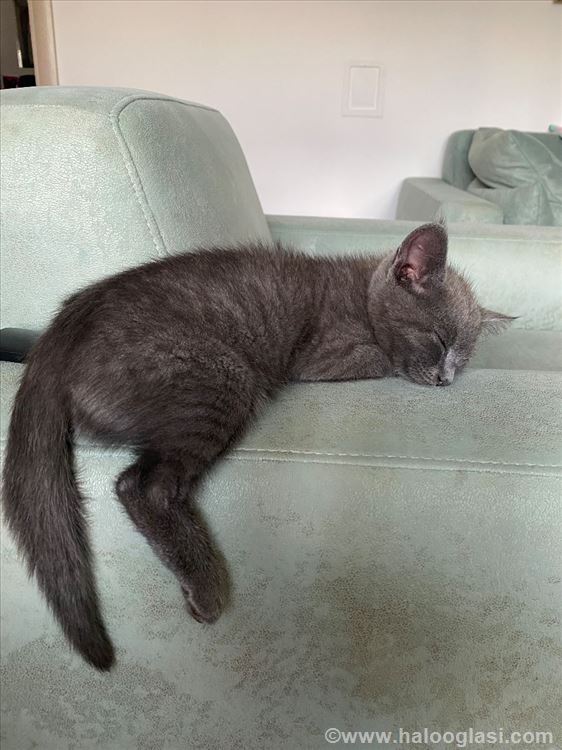 Ruska plava, mače maca mešanac | Halo Oglasi