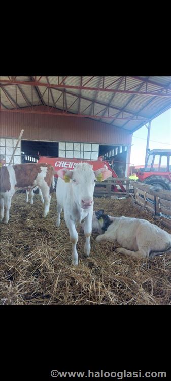 Prodajem telad | Halo Oglasi