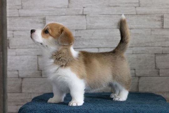 Prodaja pasa i psi na poklon Velški korgi pembrok | Halo oglasi