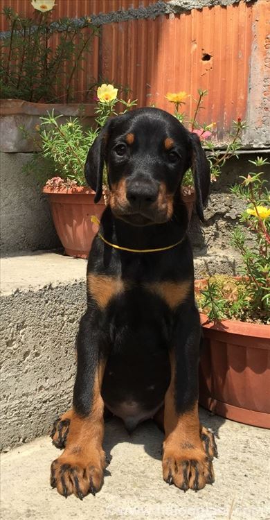 Doberman , štene | Halo Oglasi