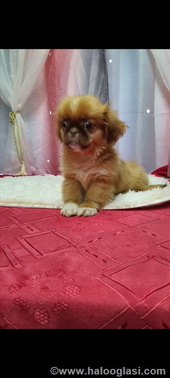 Pekinezer, štene | Halo Oglasi