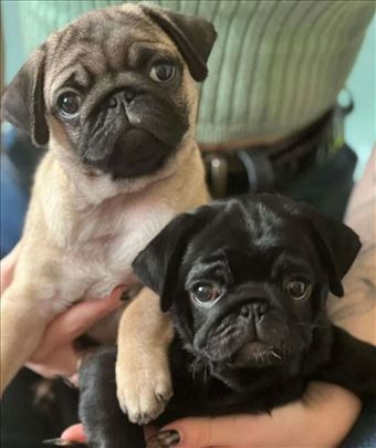 Prodaja pasa i psi na poklon Mops | Halo oglasi