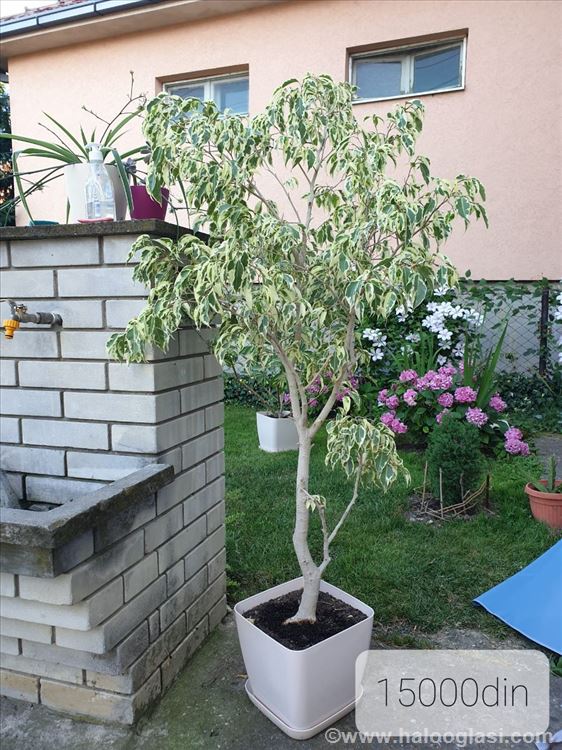 Bendžamin šatirani (Benjamin) | Halo Oglasi