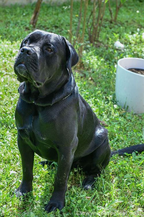 Cane Corso vrhunski muzjak za parenje | Halo Oglasi