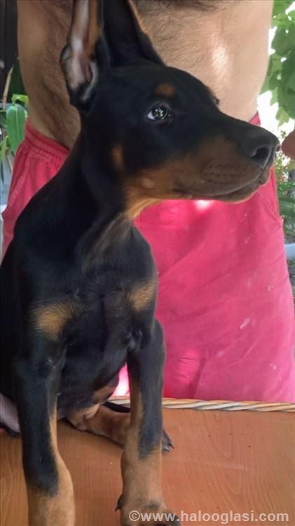 Doberman, štene | Halo Oglasi