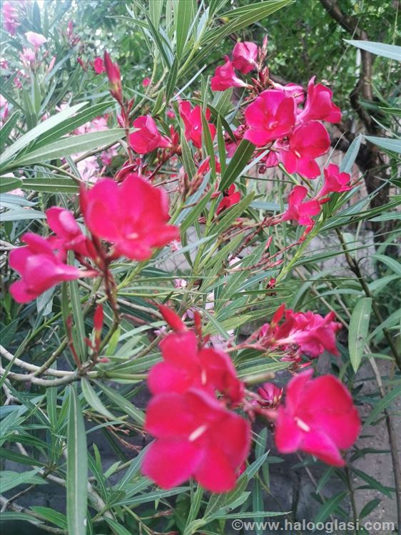 Lijander crvene boje | Halo Oglasi