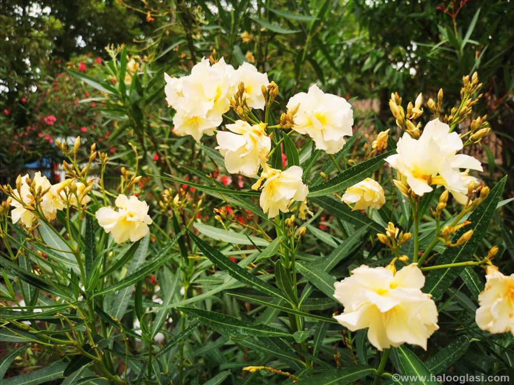 Žuti gusti lijander | Halo Oglasi