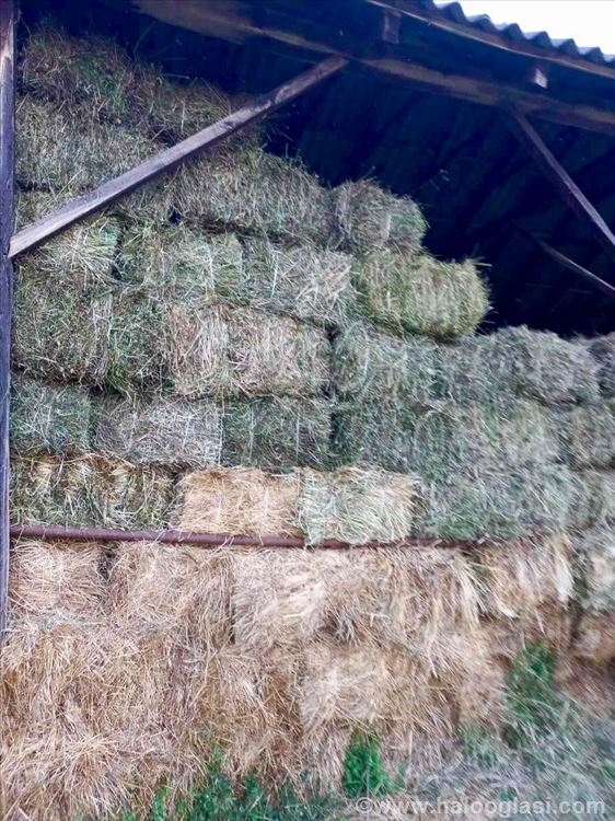 Seno na prodaju, mešavina sejanih trava, 3000 bala | Halo Oglasi