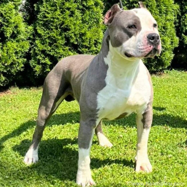 Plavi staford slobodan za parenje mlad pas | Halo Oglasi