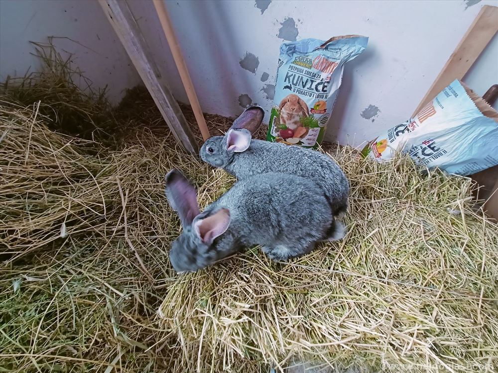 Kunic velika cincila | Halo Oglasi