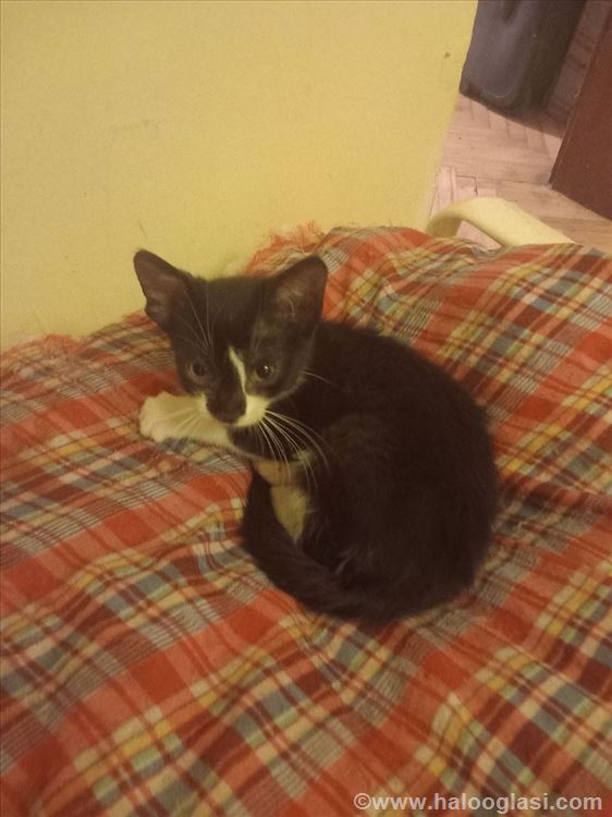 Muško malo mače traži dom | Halo Oglasi