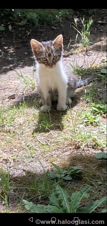 Poklanja se predivna,mala,umiljata,pitoma maca | Halo Oglasi