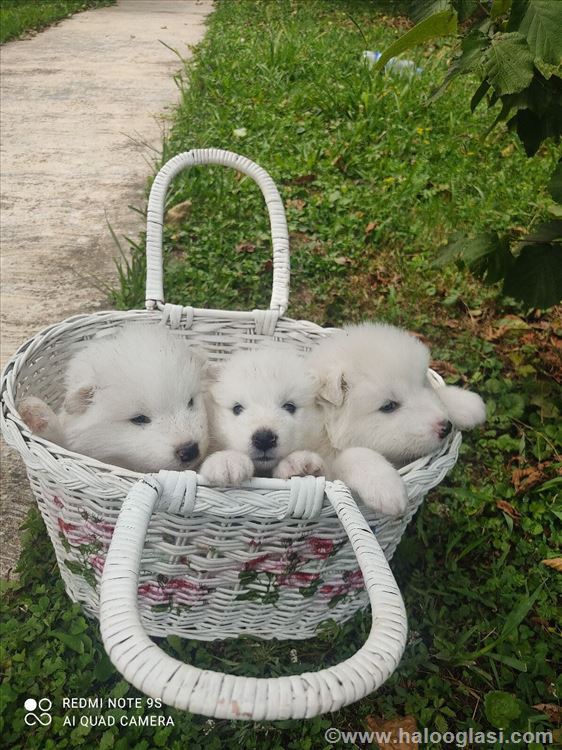 Samojed, štene | Halo Oglasi