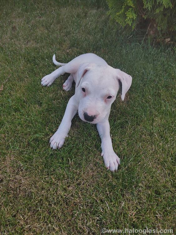 Argentinski pas, štene | Halo Oglasi