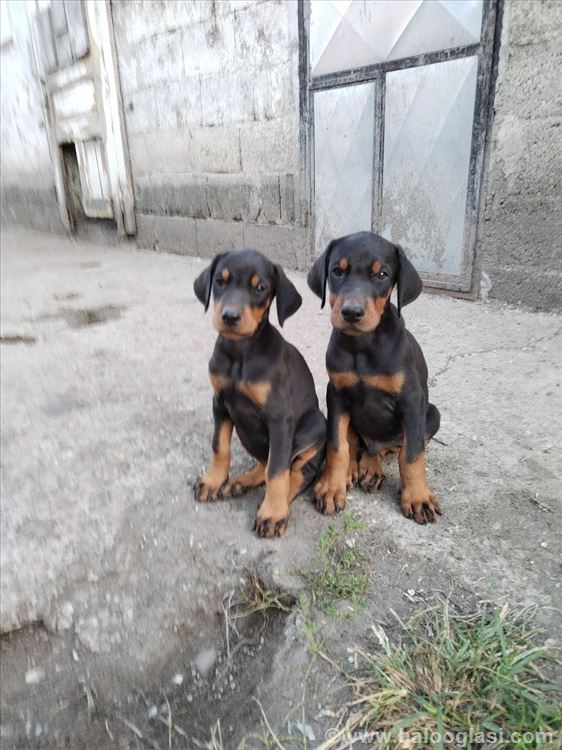 Doberman , štene | Halo Oglasi