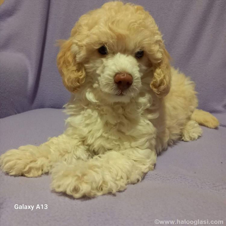 Pudla patuljasta, štene | Halo Oglasi