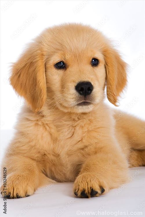 Zlatni retriver, štene | Halo Oglasi