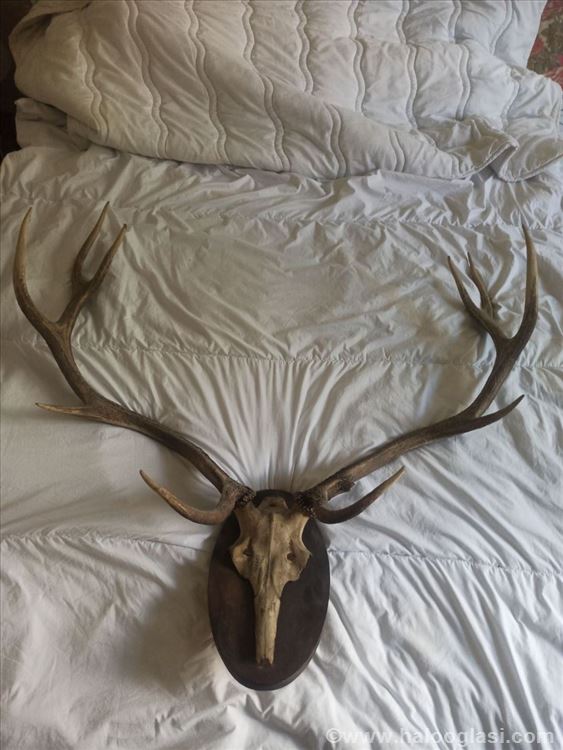 Jelenski rogovi | Halo Oglasi