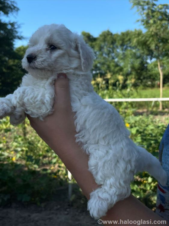 Kovrdžavi bišon, štene | Halo Oglasi