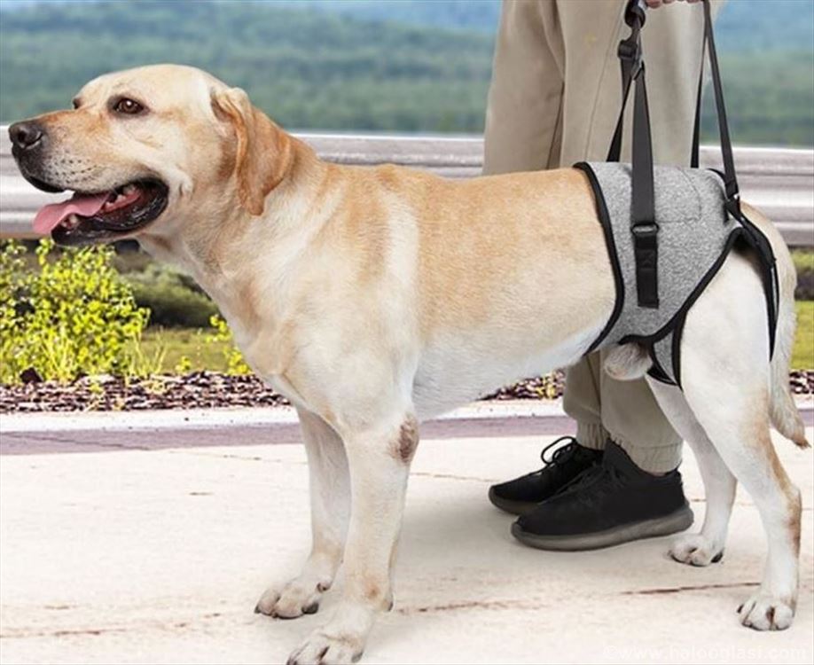 Pojas za slabo pokretne pse | Halo Oglasi