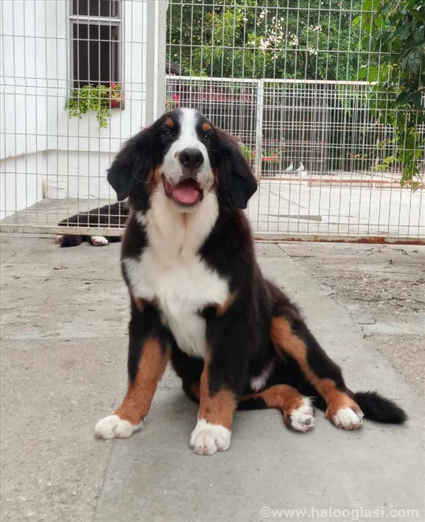 Bernski pastirski pas, muško štene na prodaju | Halo Oglasi