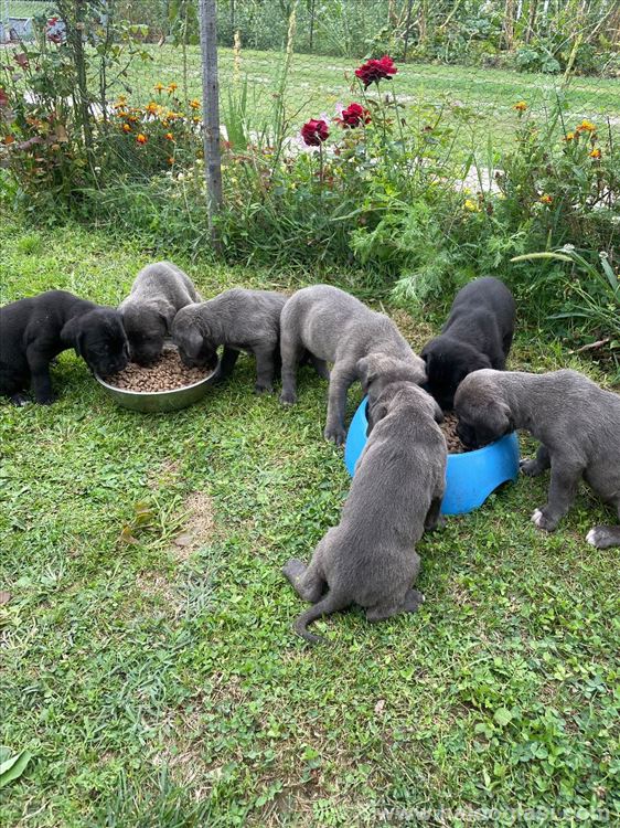 Kane korso, štene | Halo Oglasi