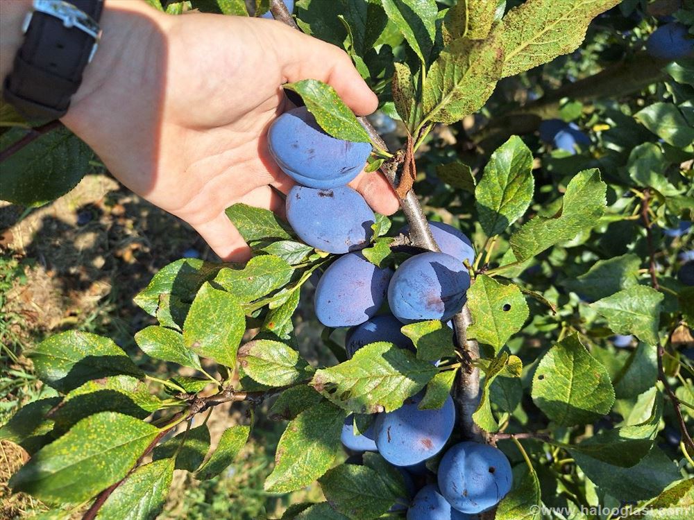 Sljive | Halo Oglasi