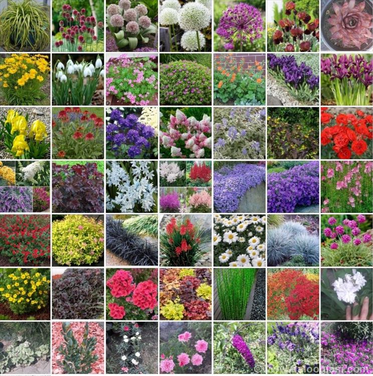 Trajnice za dvorista i baste | Halo Oglasi