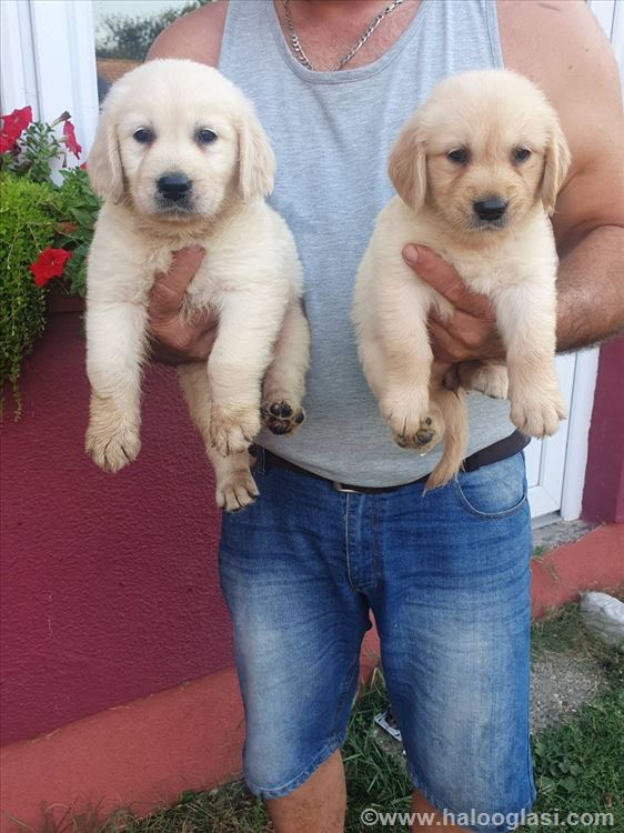 Zlatni retriver, štene | Halo Oglasi