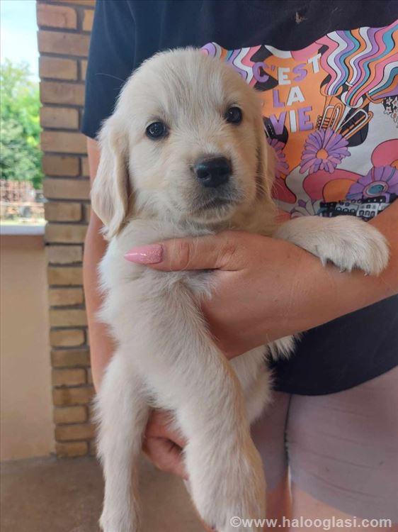 Zlatni retriver, štene ženkica | Halo Oglasi