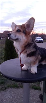 Prodaja pasa i psi na poklon Velški korgi pembrok | Halo oglasi